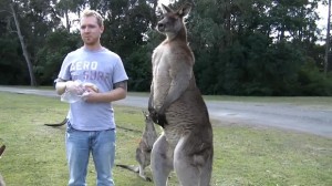 6 Animals that are Biggest in Size in Australia | Factinator